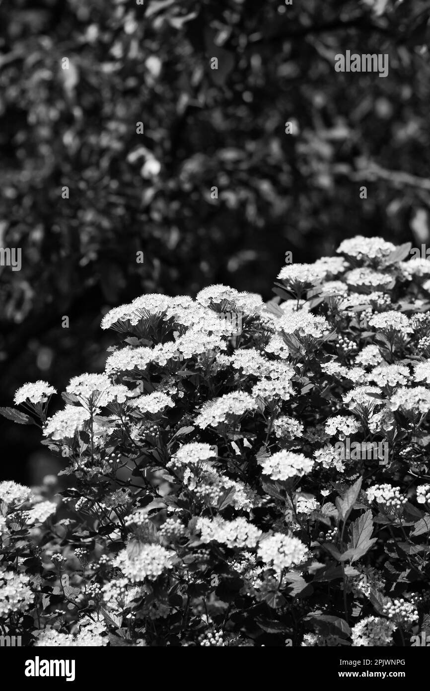 Beautiful common and typical midwest flowers growing in the morning ...
