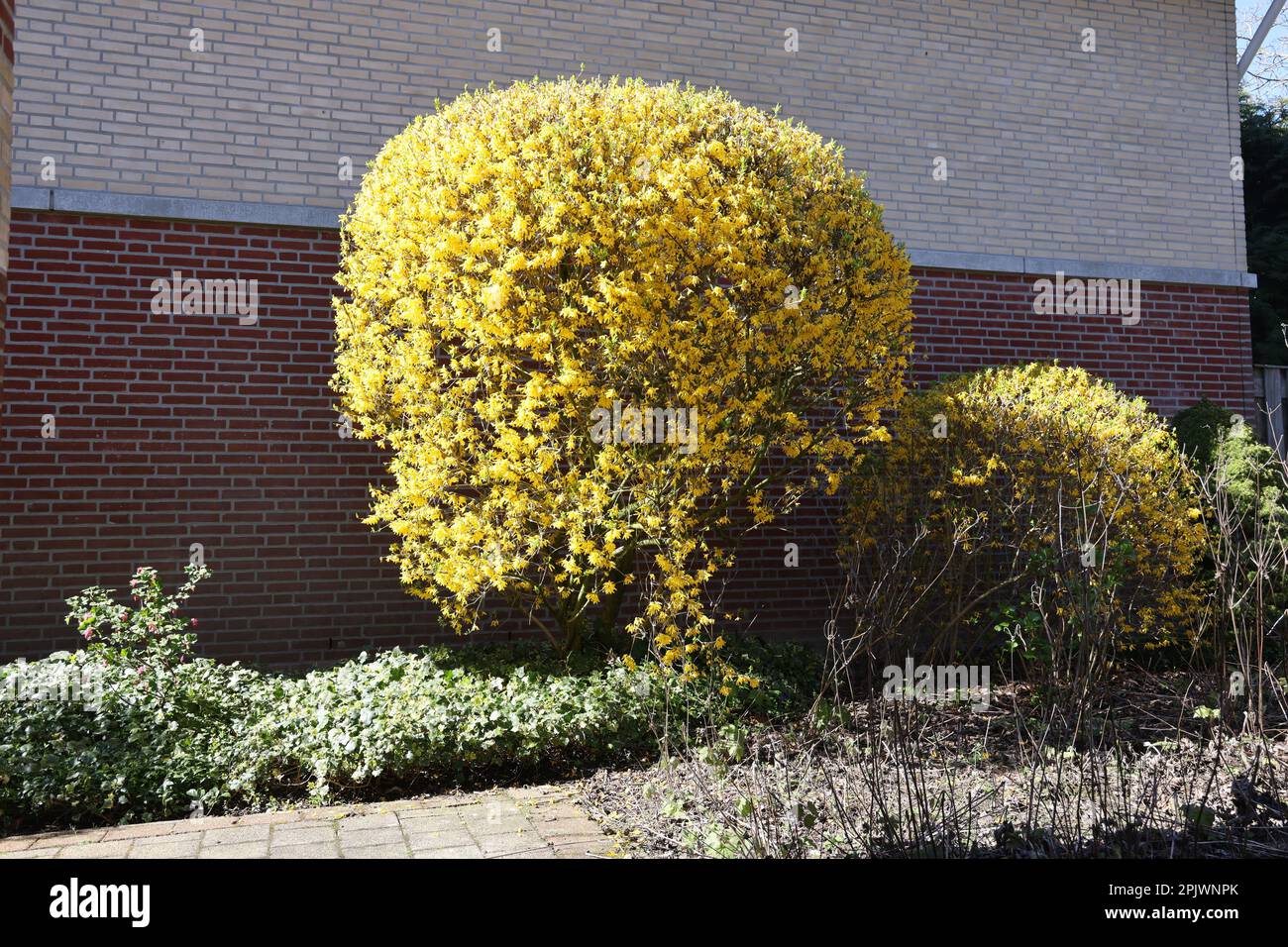 Golden bells forsythia belonging to the Oleaceae family, blossoming ...