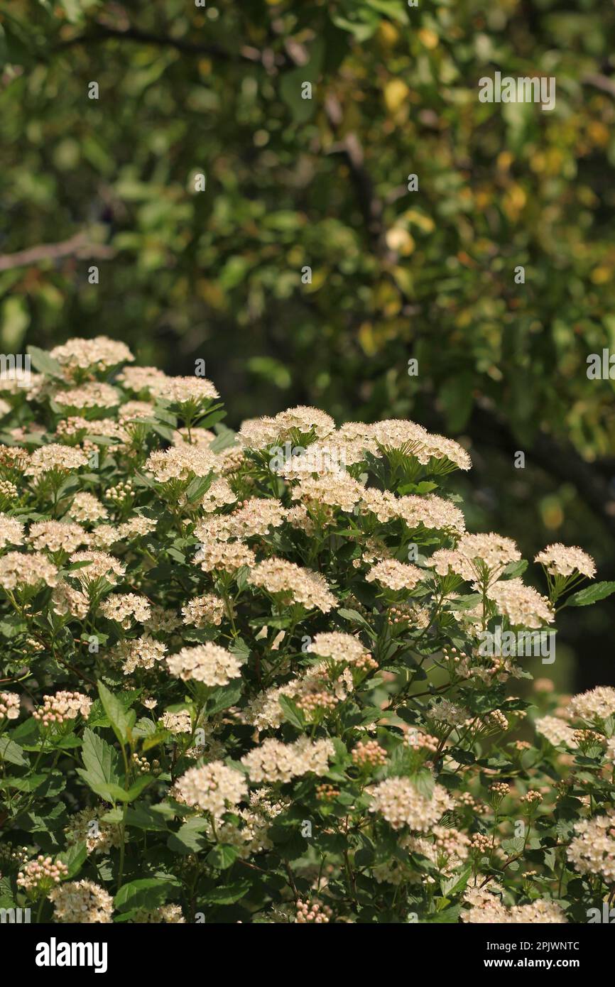 Beautiful common and typical midwest flowers growing in the morning ...