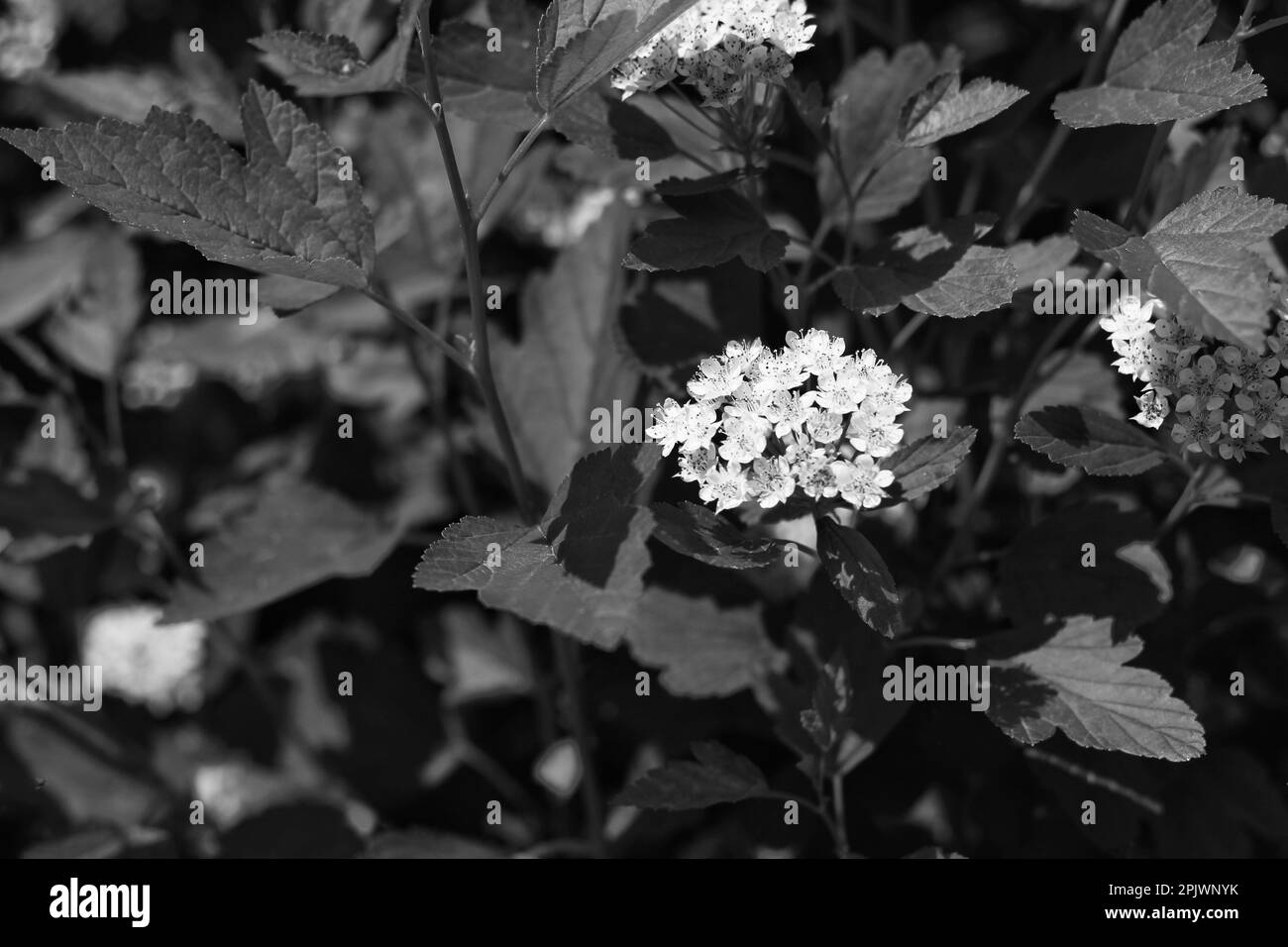 Beautiful common and typical midwest flowers growing in the morning ...