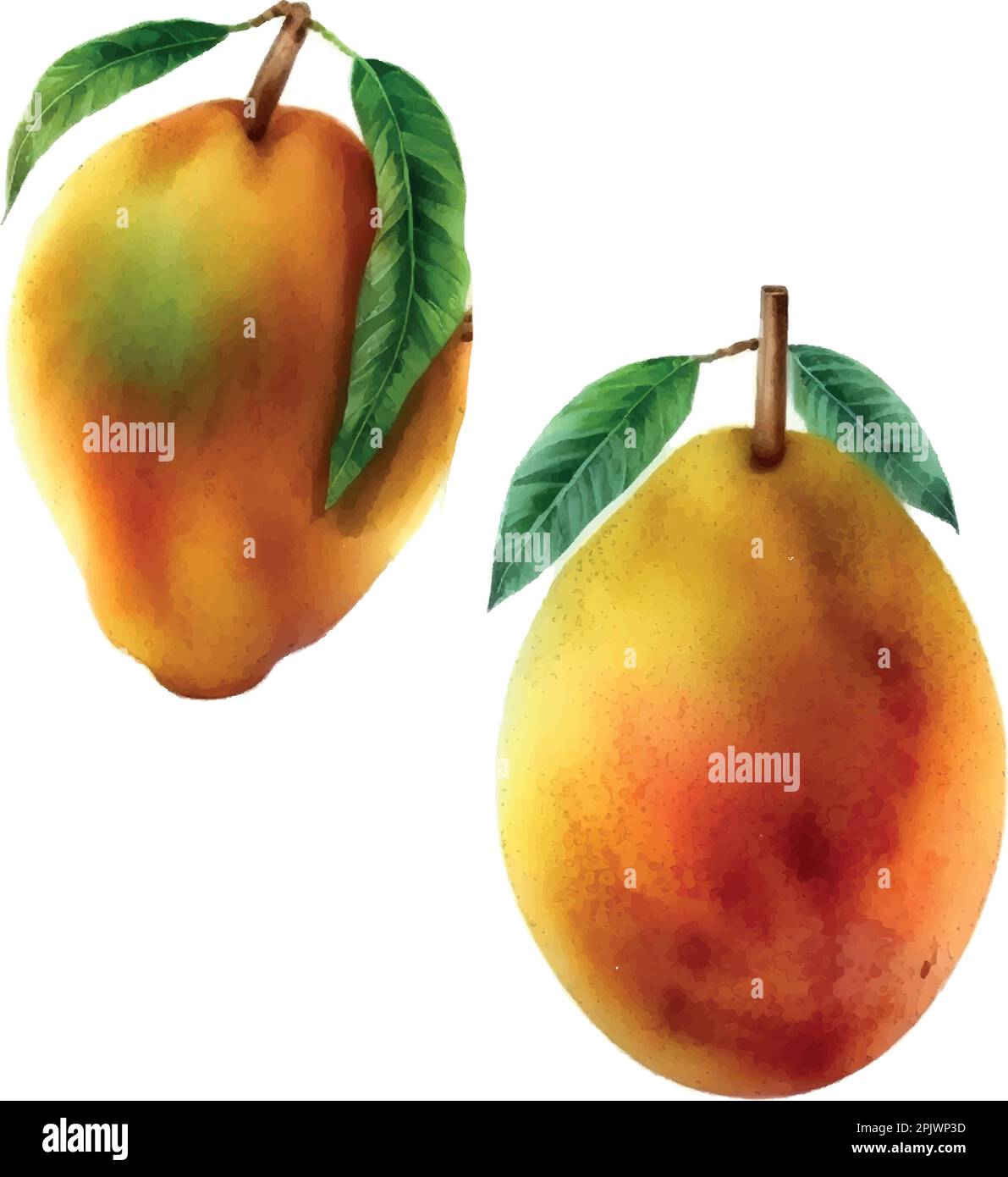 Mango watercolor Isolated vector illustration. Watercolor hand drawn ...