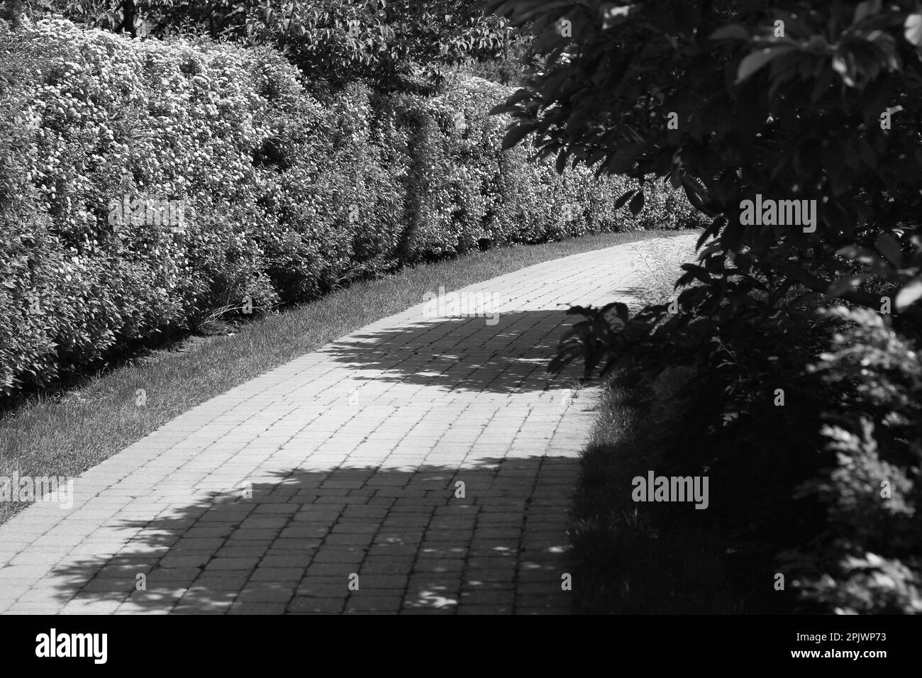 Traditional brick path in the typical summer garden in a black and ...