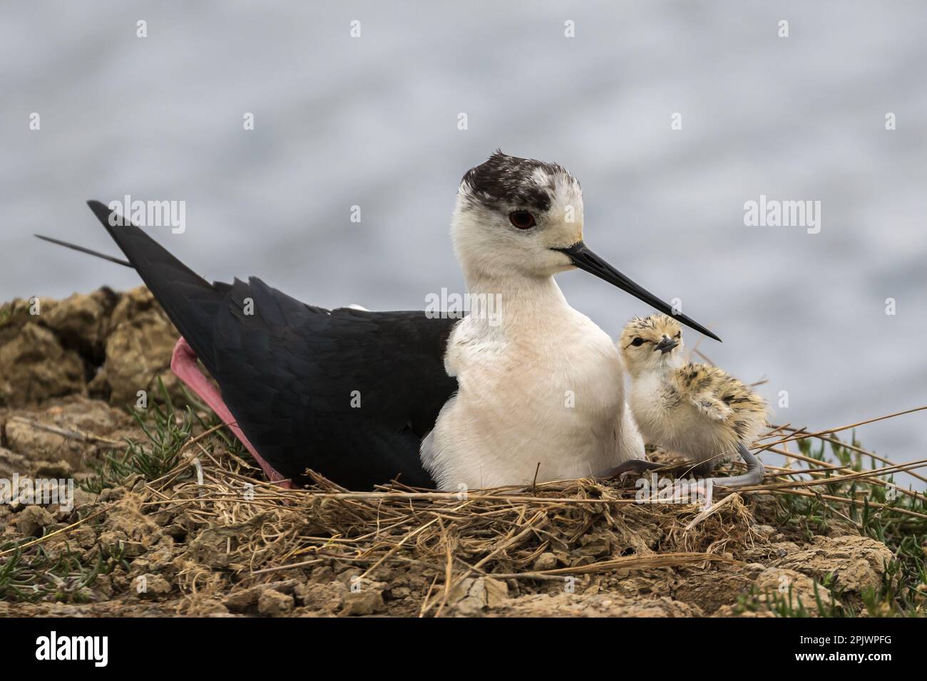 Hatched a few hours earlier, the bird (black-winged stilt, Himantopus ...