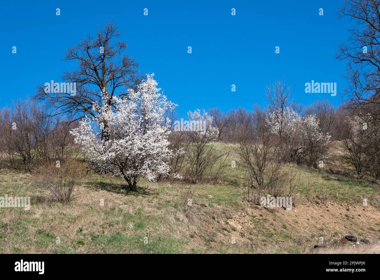 Spring landscape of Lyulin Mountain, Sofia City Region, Bulgaria Stock ...
