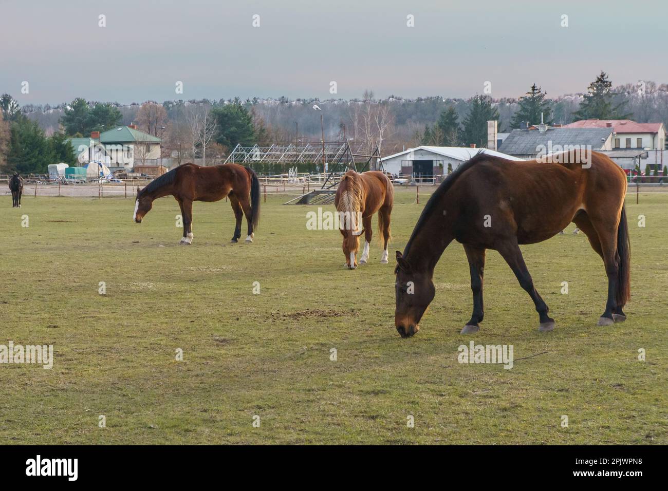 Cute horses on farm ranch hi-res stock photography and images - Alamy