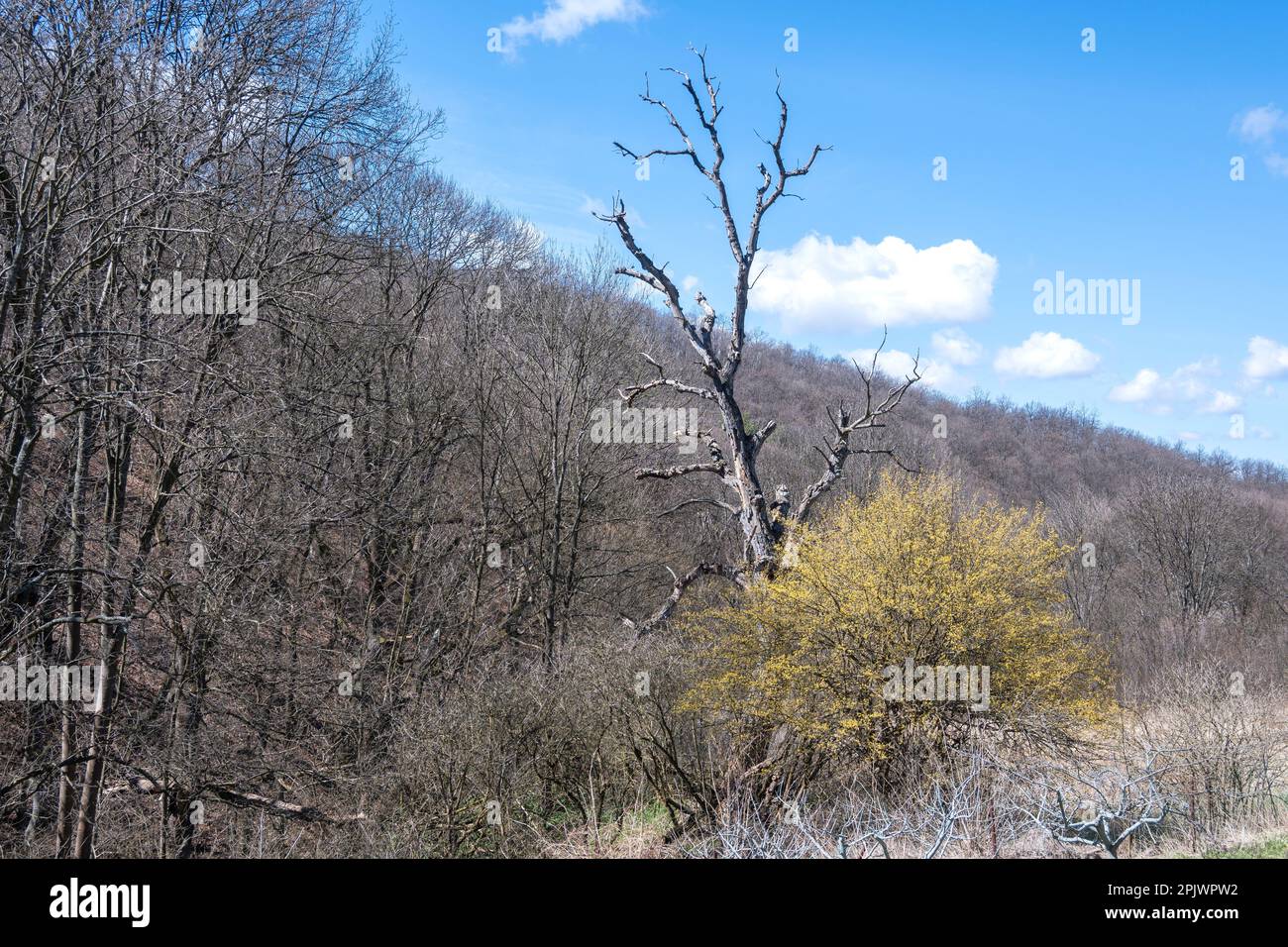 Spring landscape of Lyulin Mountain, Sofia City Region, Bulgaria Stock ...