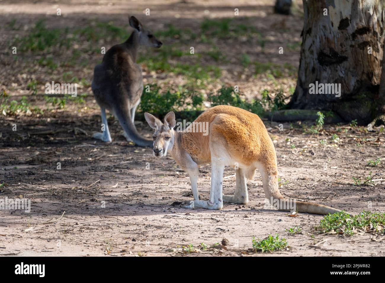 Red kangaroo (Osphranter rufus) standing in open bushland. Queensland ...