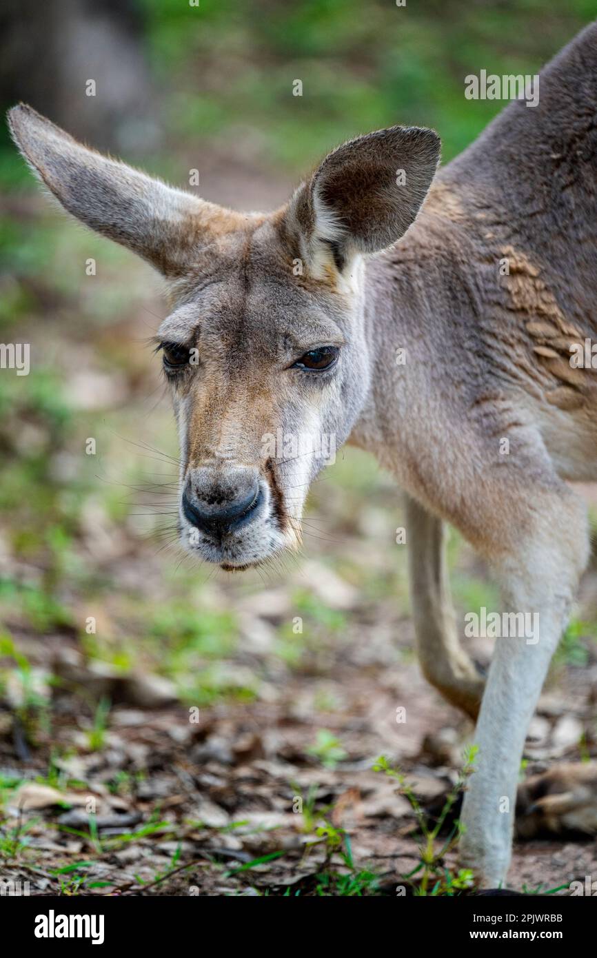 Old man kangaroo hi-res stock photography and images - Alamy