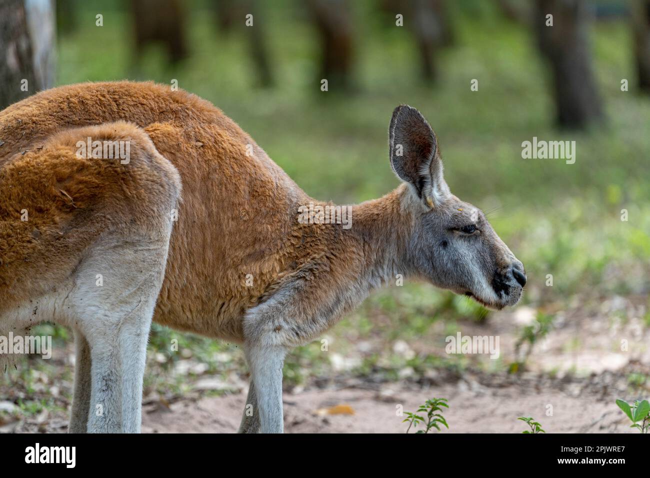 Red kangaroo (Osphranter rufus) standing in open bushland. Queensland ...