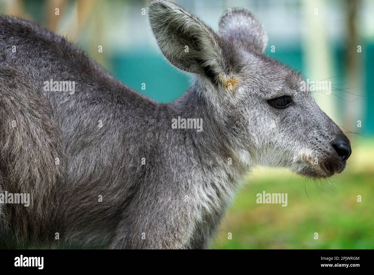 Euro or Wallaroo (Macropus robustus robustus Stock Photo - Alamy