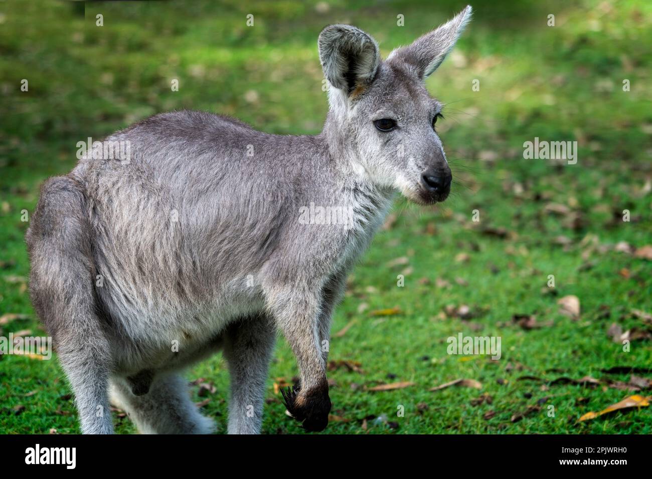 Euro or Wallaroo (Macropus robustus robustus Stock Photo - Alamy