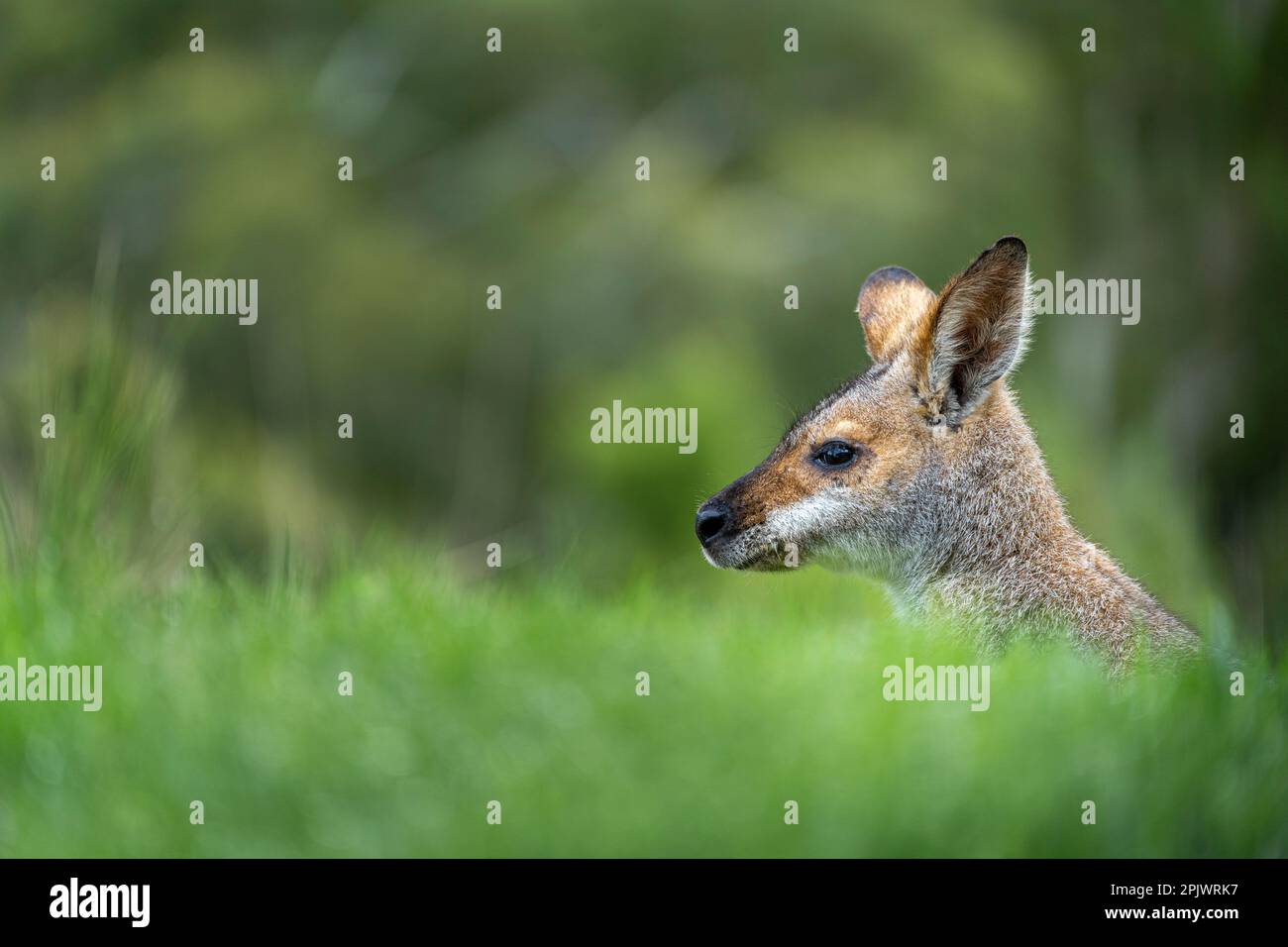 Red necked wallaby only head visible above foreground Stock Photo - Alamy