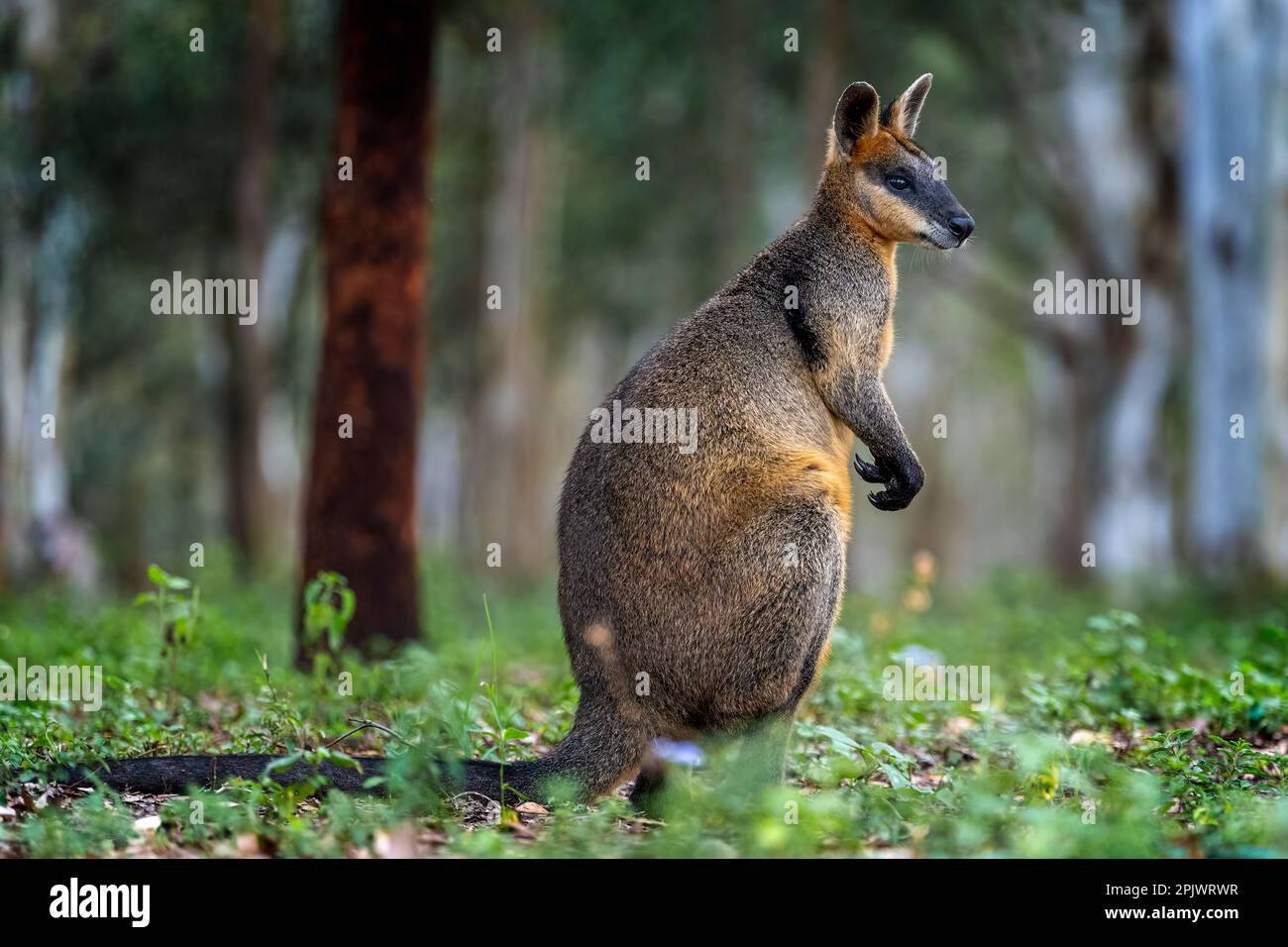 Swamp wallaby (Wallabia bicolor) standing in open woodlands. Queensland ...