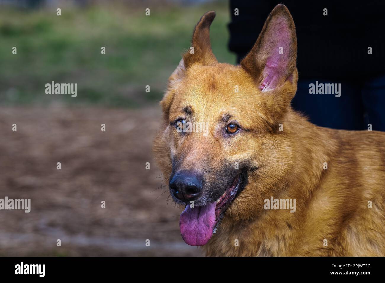 Drooling tongue hi-res stock photography and images - Alamy
