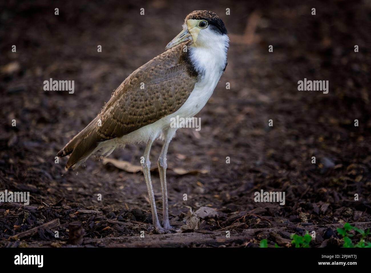 Juvenile Masked Lapwing (Vanellus miles Stock Photo - Alamy