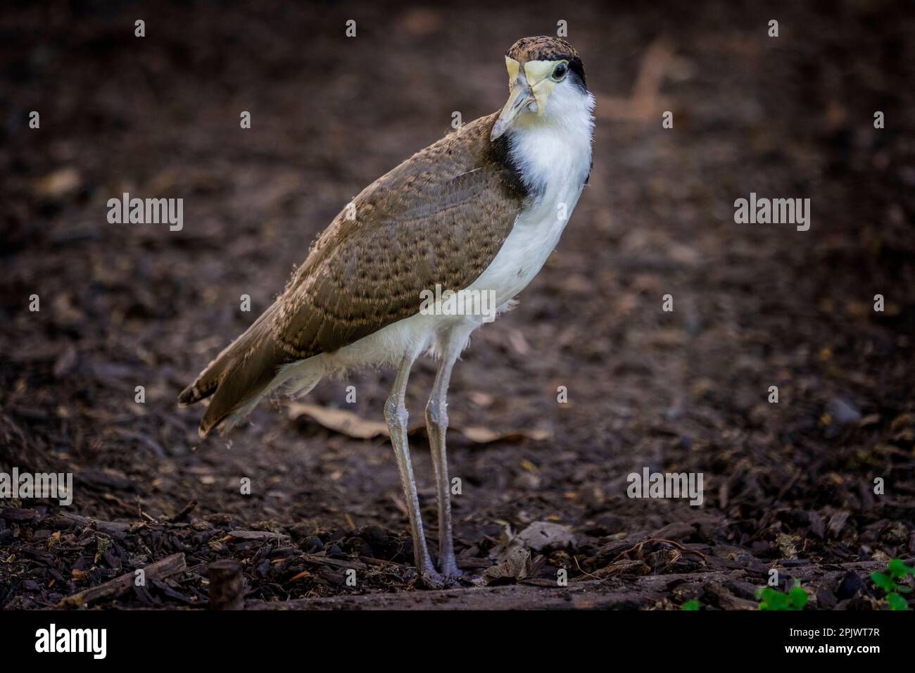 Australia masked lapwing vanellus hi-res stock photography and images ...