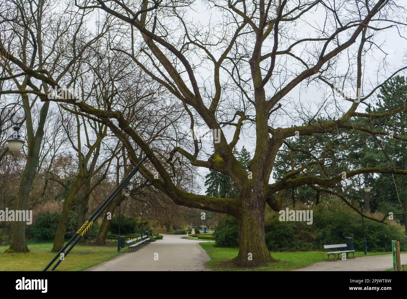 trees in Ujazdowski Park, Warsaw, Poland Stock Photo - Alamy