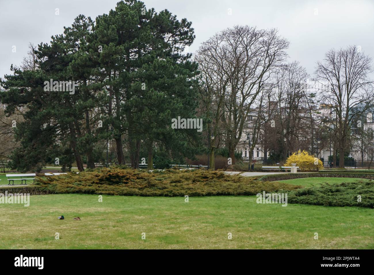 trees in Ujazdowski Park, Warsaw, Poland Stock Photo - Alamy