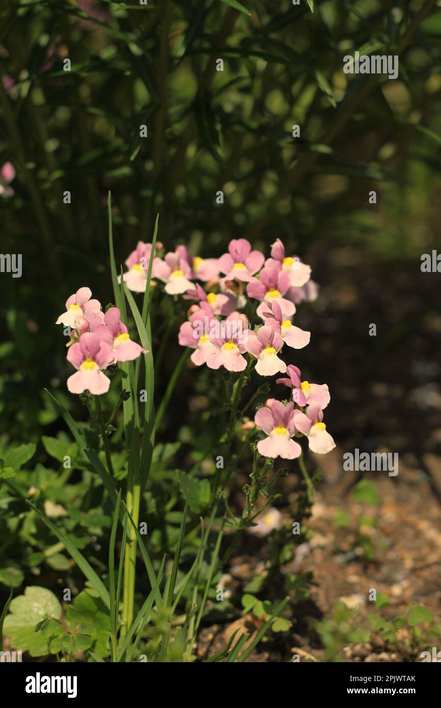 Beautiful common and typical midwest flowers growing in the morning ...