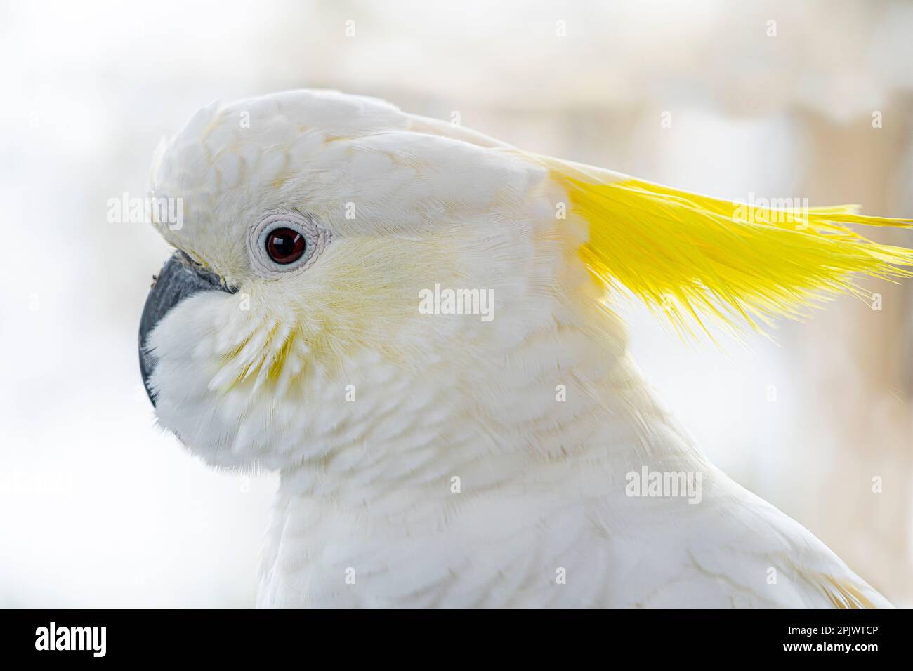 Cockatoo native australian bird hi-res stock photography and images - Alamy