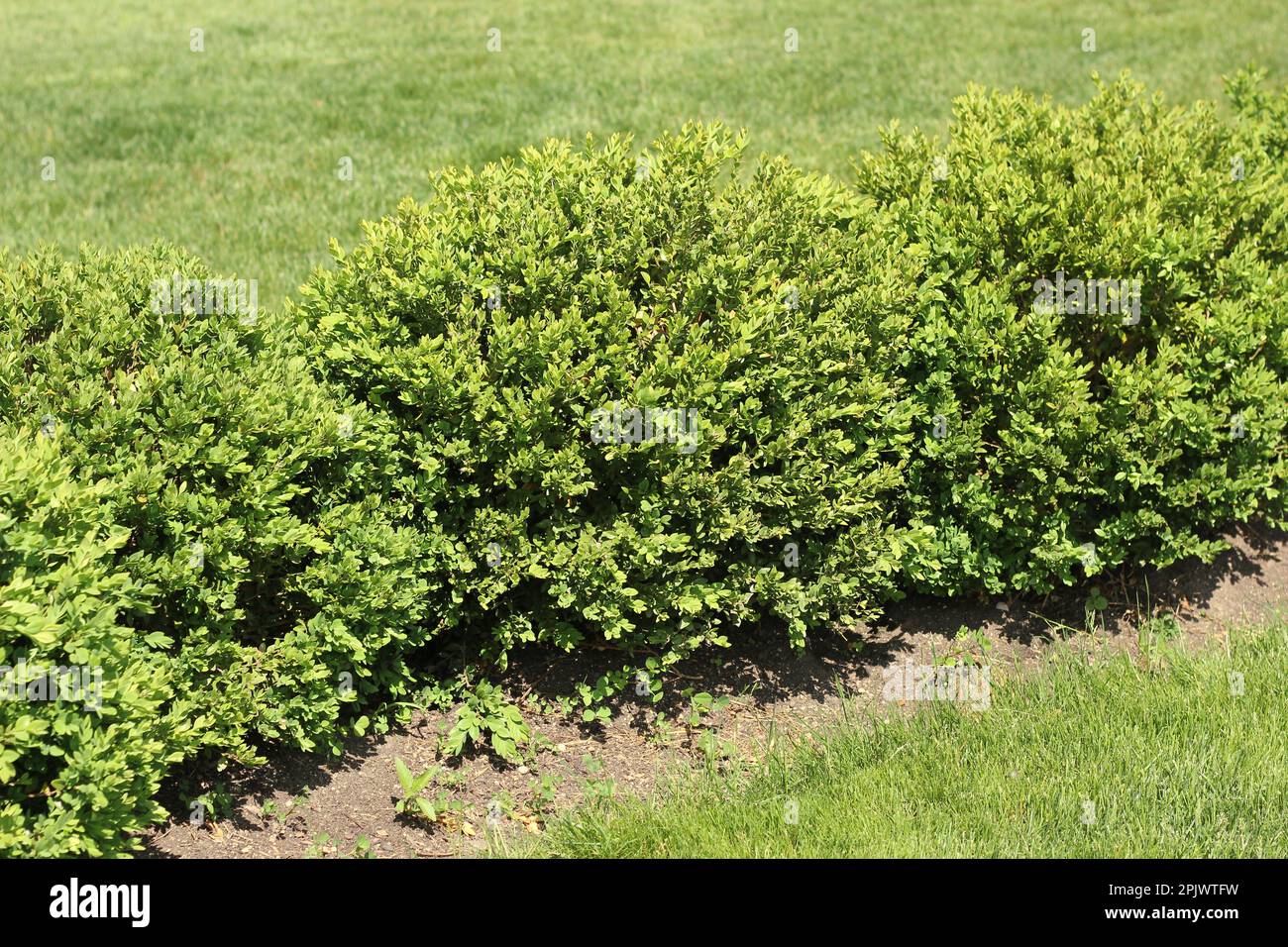 A leafy summer bush growing in the sunny summer garden Stock Photo - Alamy