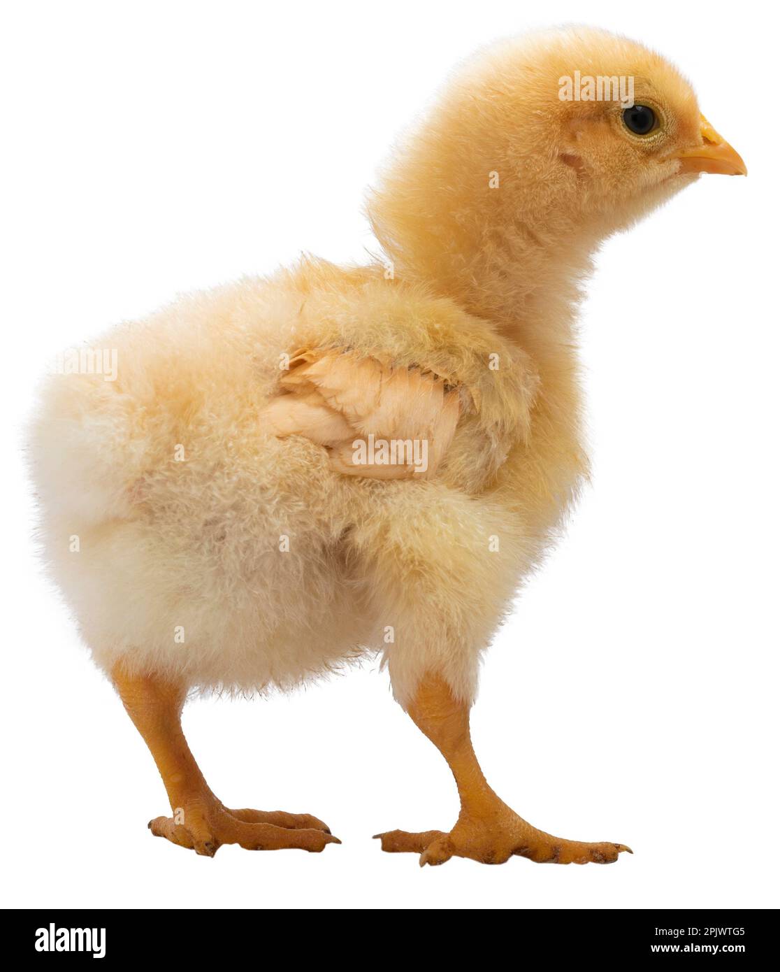 Small and light gold orptington chicken chick isolated Stock Photo - Alamy