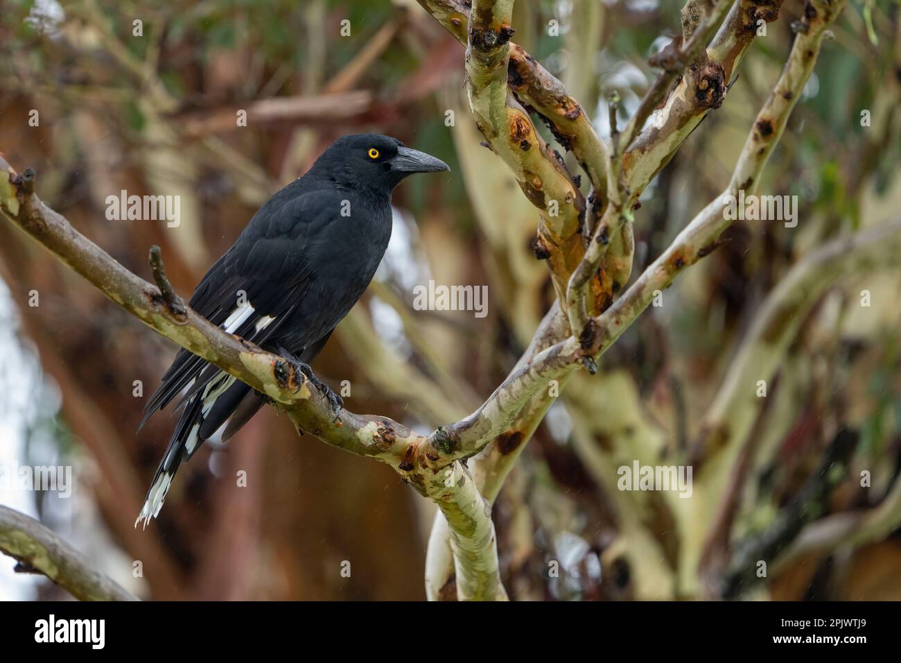 Australian bell bird hi-res stock photography and images - Alamy