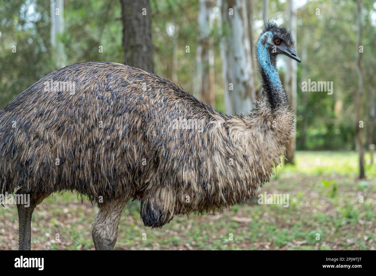 Three quarter bird portrait hi-res stock photography and images - Alamy