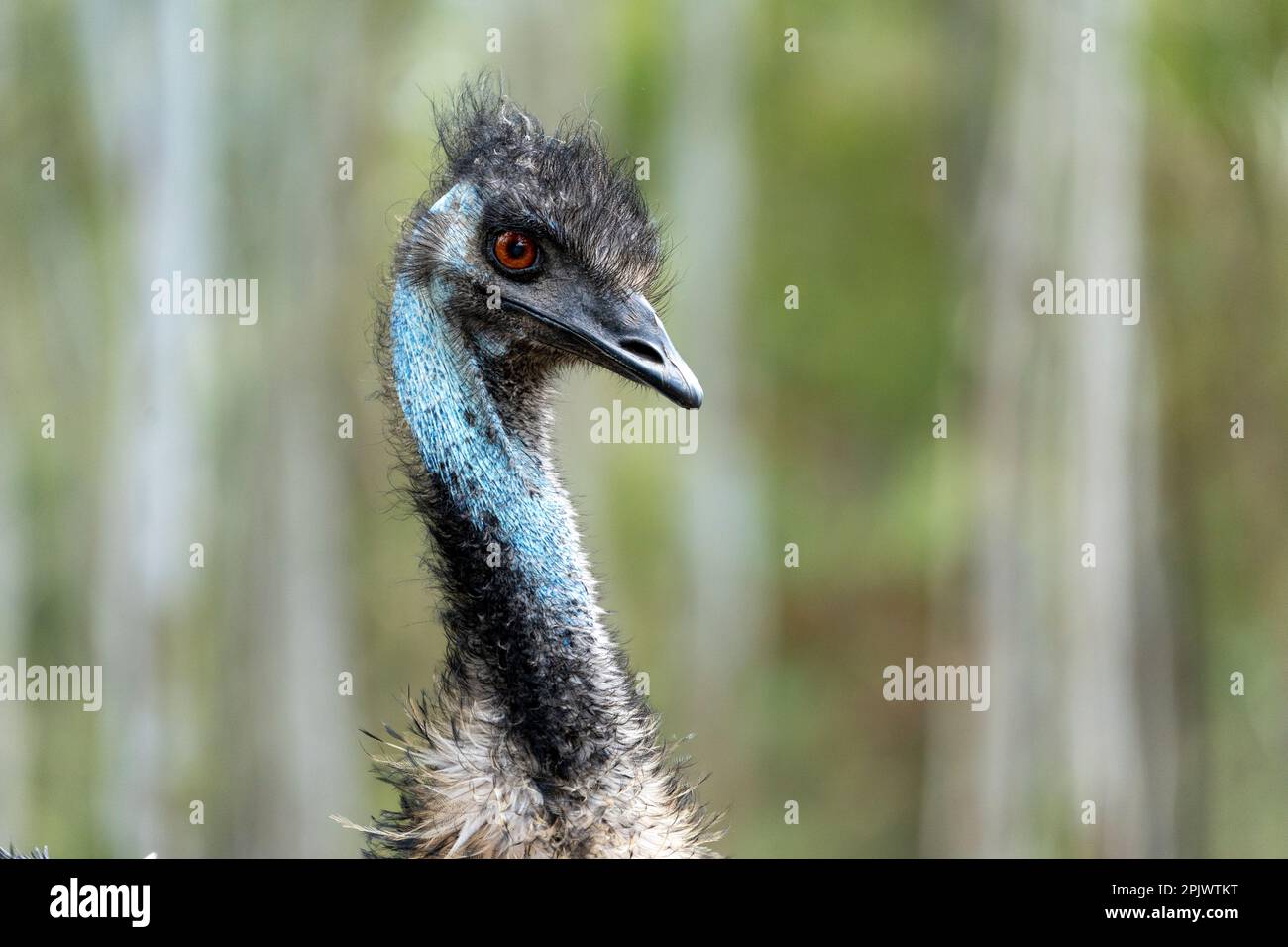 Old man emu hi-res stock photography and images - Alamy