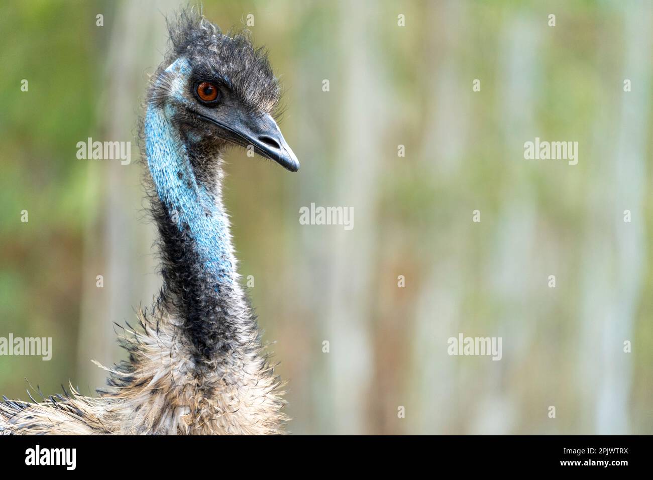 Emu dromaius novaehollandiae australian hi-res stock photography and ...