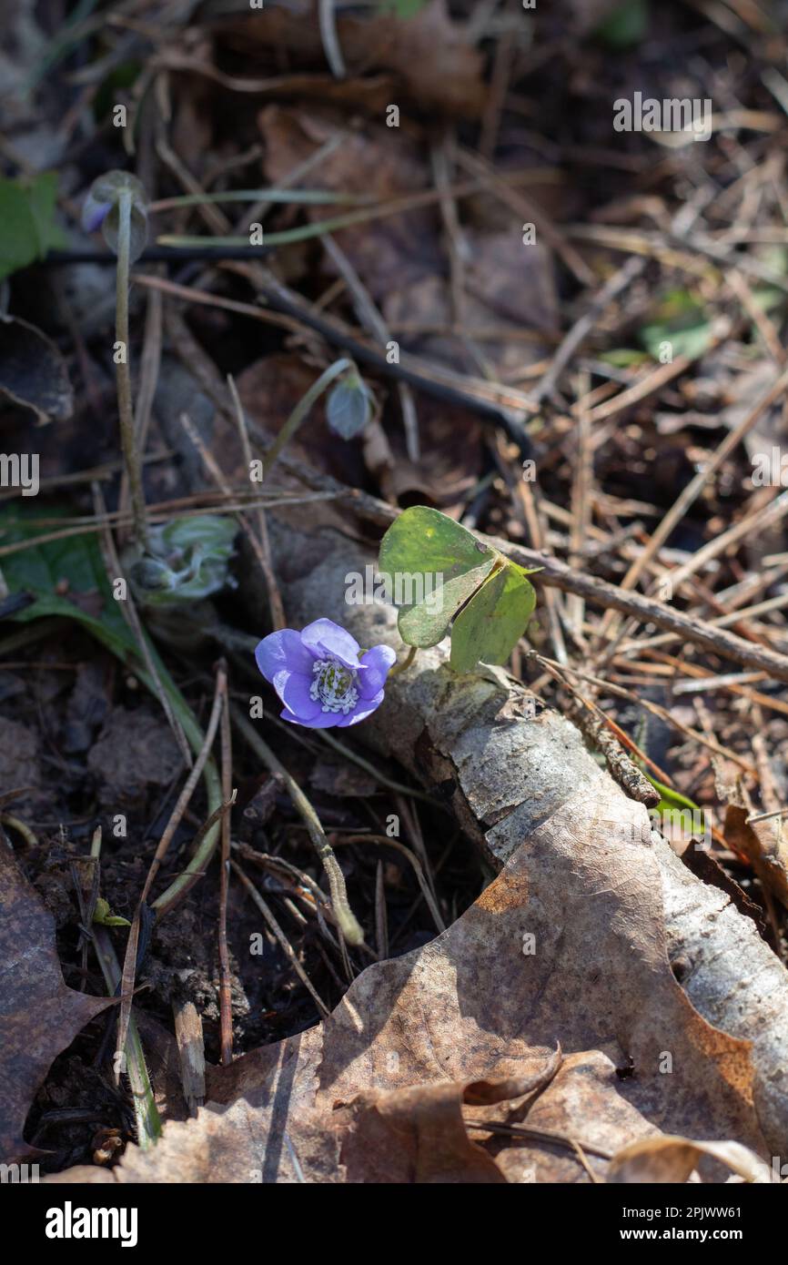 photo of the first flowers in the forest in the grass Stock Photo - Alamy