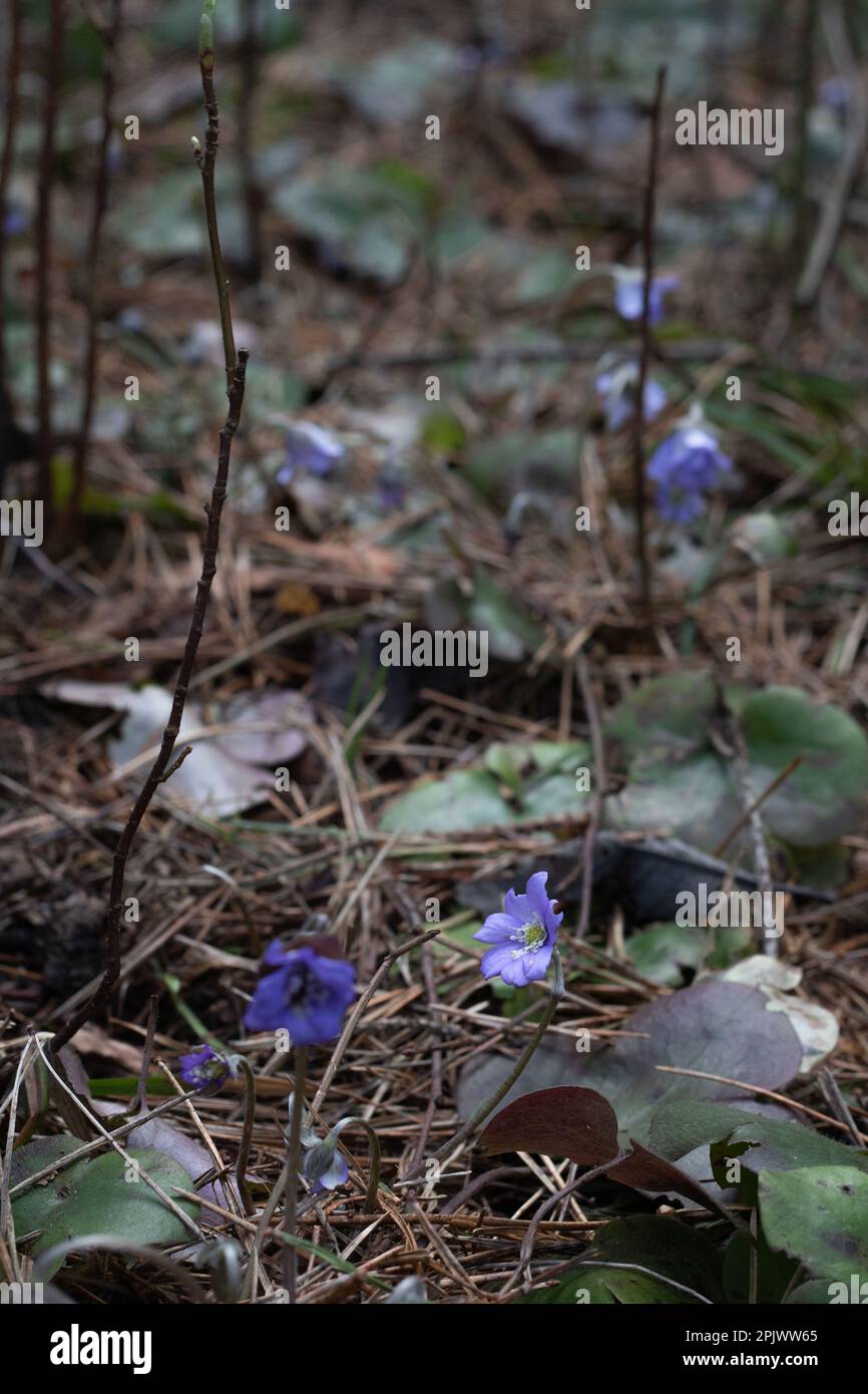 photo of the first flowers blooming in the forest Stock Photo - Alamy