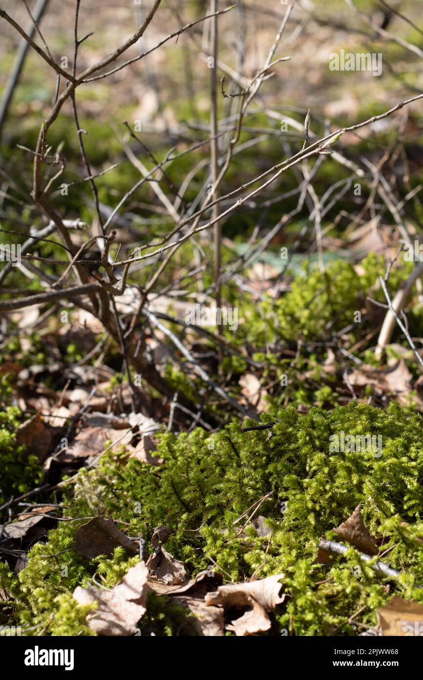 Plant moss in wild forest hi-res stock photography and images - Alamy