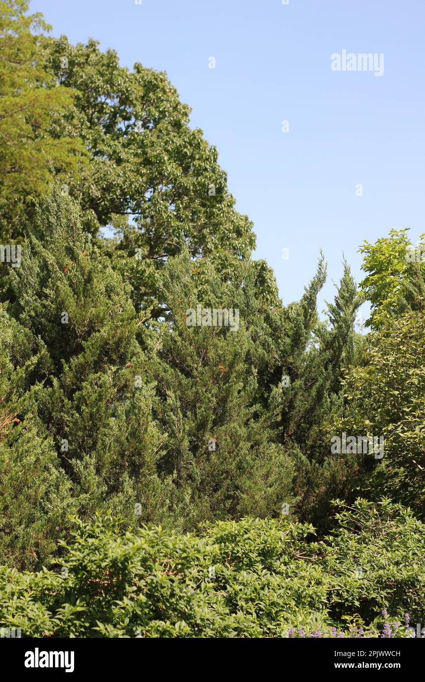 A leafy summer bush growing in the sunny summer garden Stock Photo - Alamy