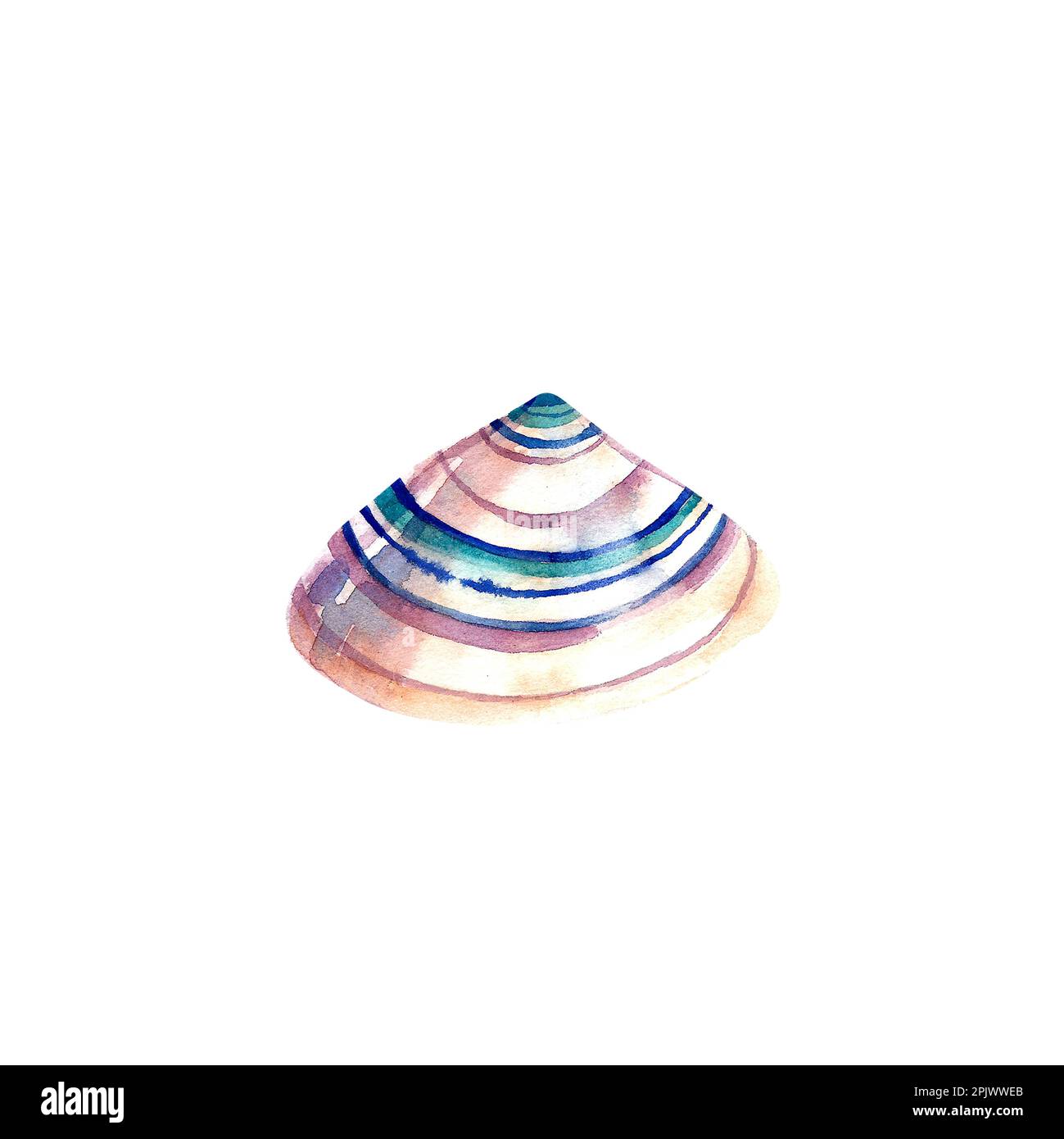 Seashell. Marine animals. The seabed. Watercolor illustration ...