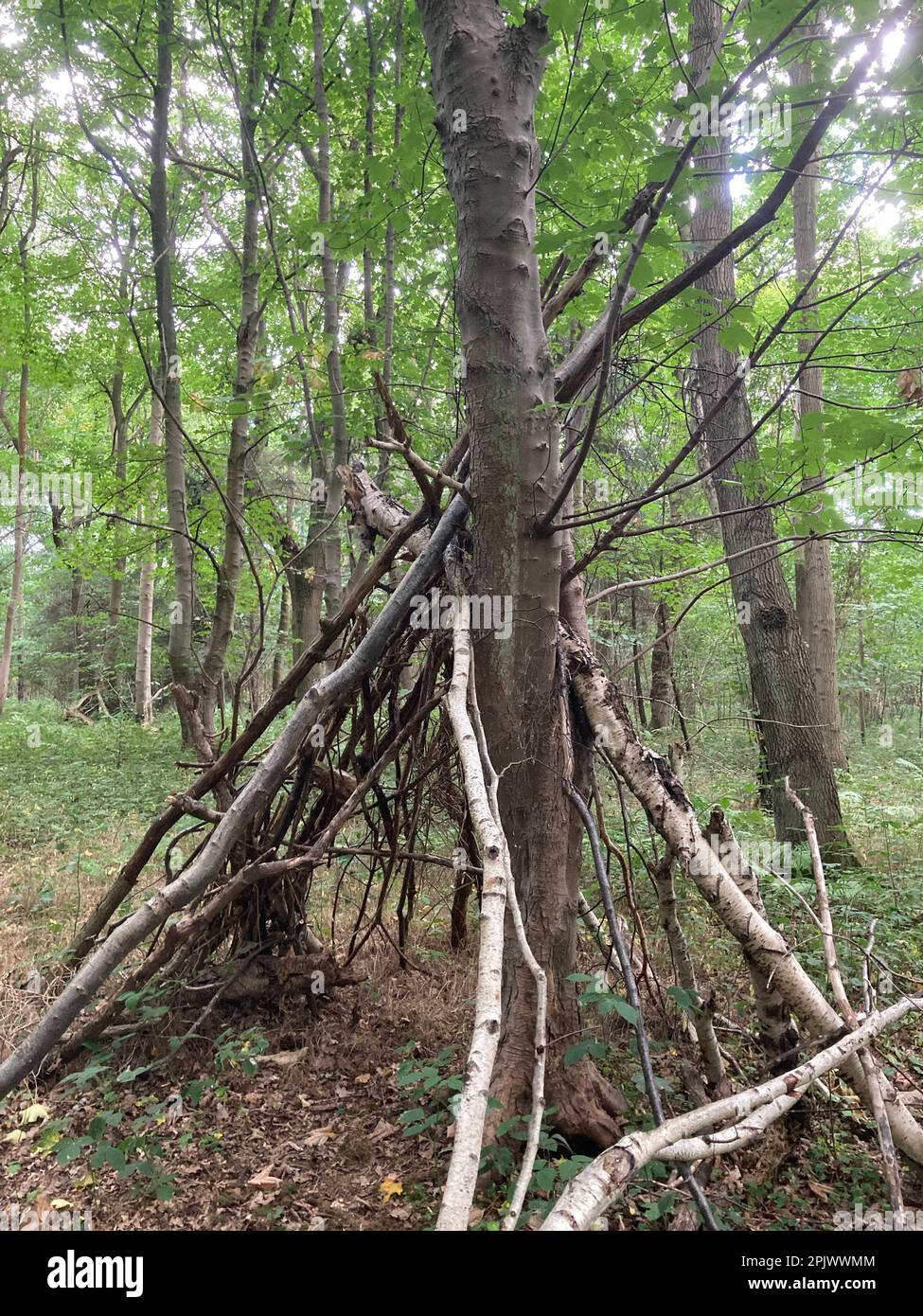 A scenic nature view featuring trees in a wooded area, with several ...