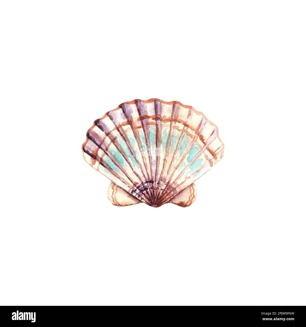 Seashell. Marine animals. The seabed. Watercolor illustration ...