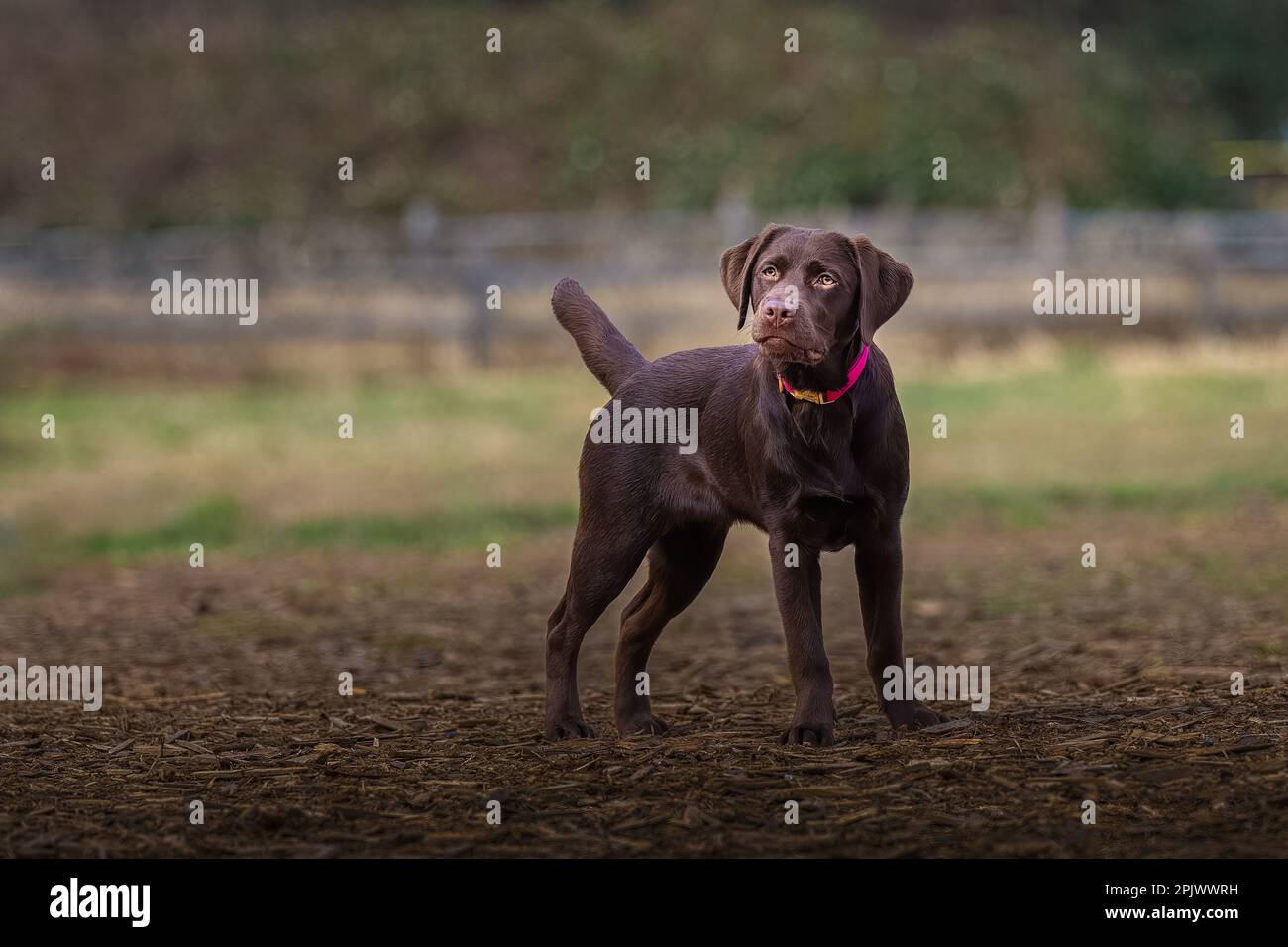 A young chocolate Labrador retriever in a field, its head tilted ...