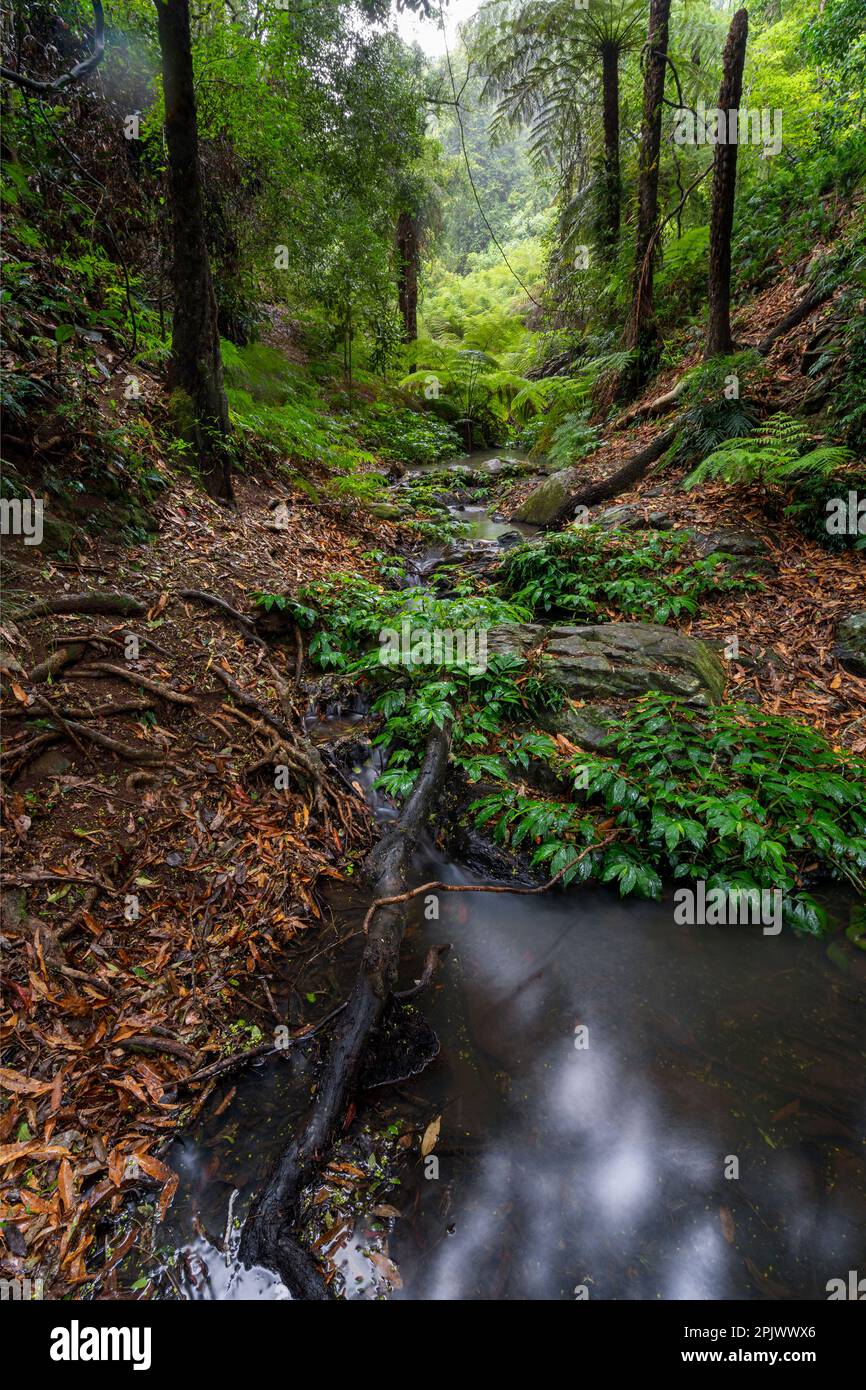 Small stream, Bunya Mountains National Park Queensland, Australia Stock ...