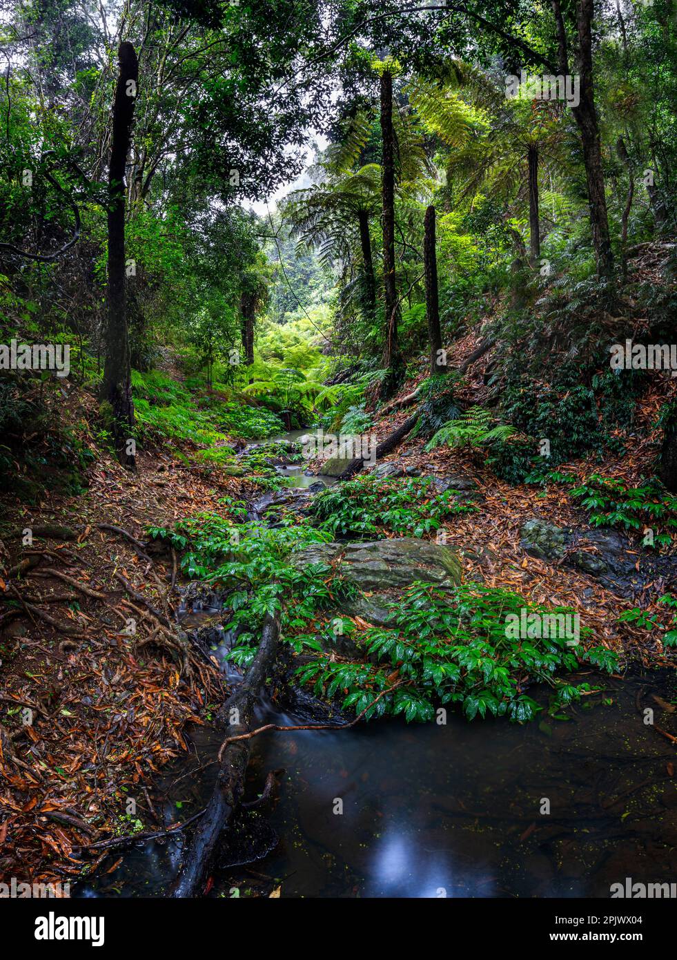 Small stream, Bunya Mountains National Park Queensland, Australia Stock ...