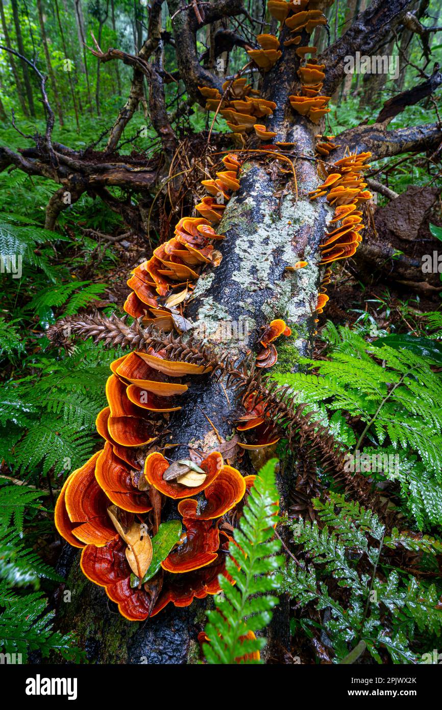Bracket fungi on a fallen tree, Bunya Mountains National Park ...