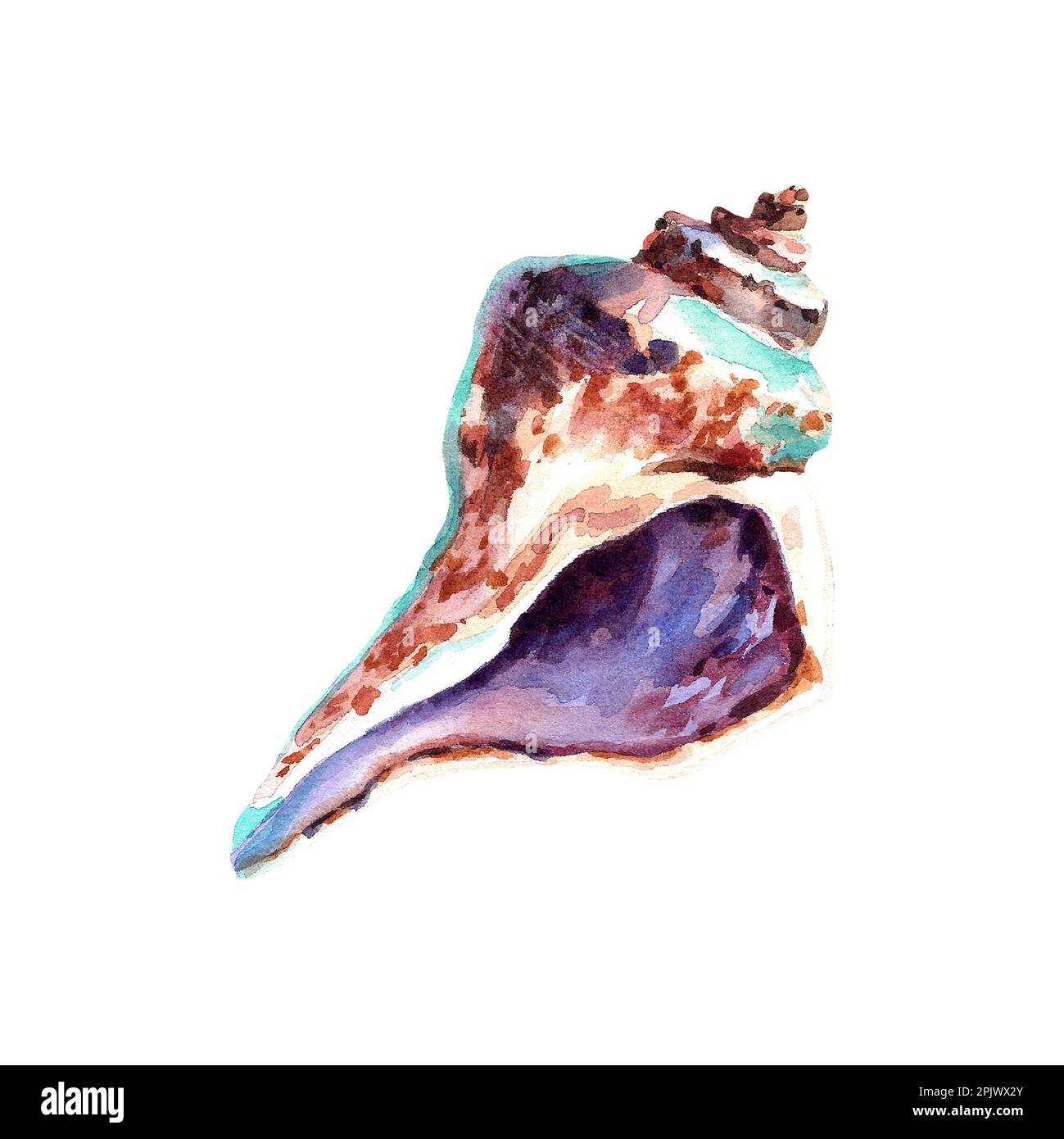 Seashell. Marine animals. The seabed. Watercolor illustration ...