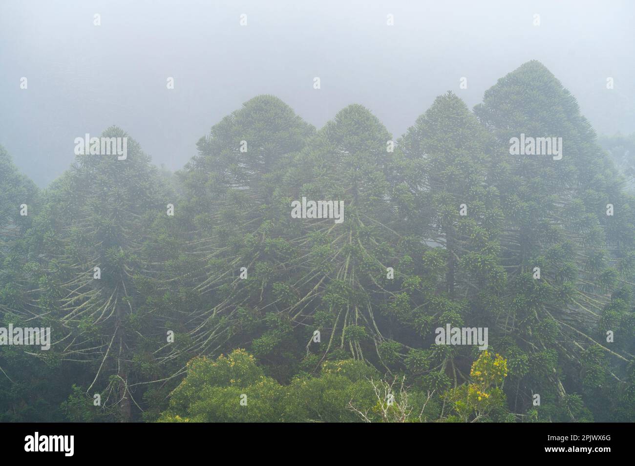 Bunya pines (Araucaria bidwillii) surrounded by mist at Bunya Mountains ...