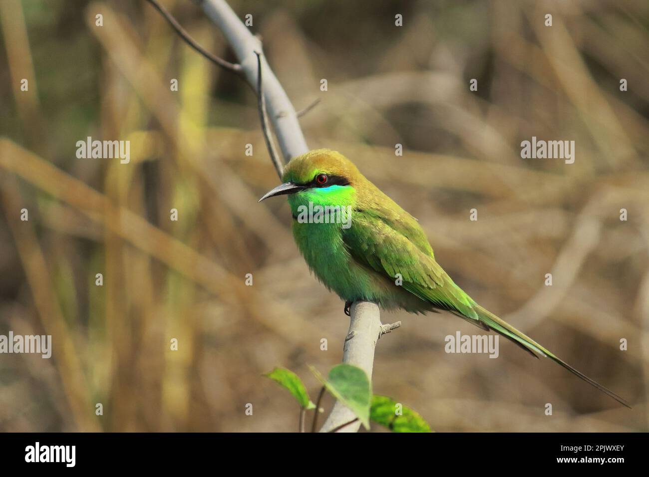 beautiful asian green bee eater (merops orientalis) is perching on a branch, west bengal in ...