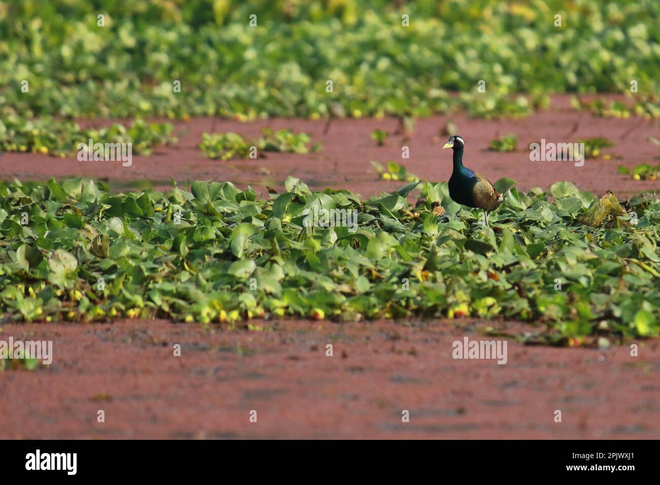 bronze winged jacana (metopidius indicus) in a swampland at purbasthali ...