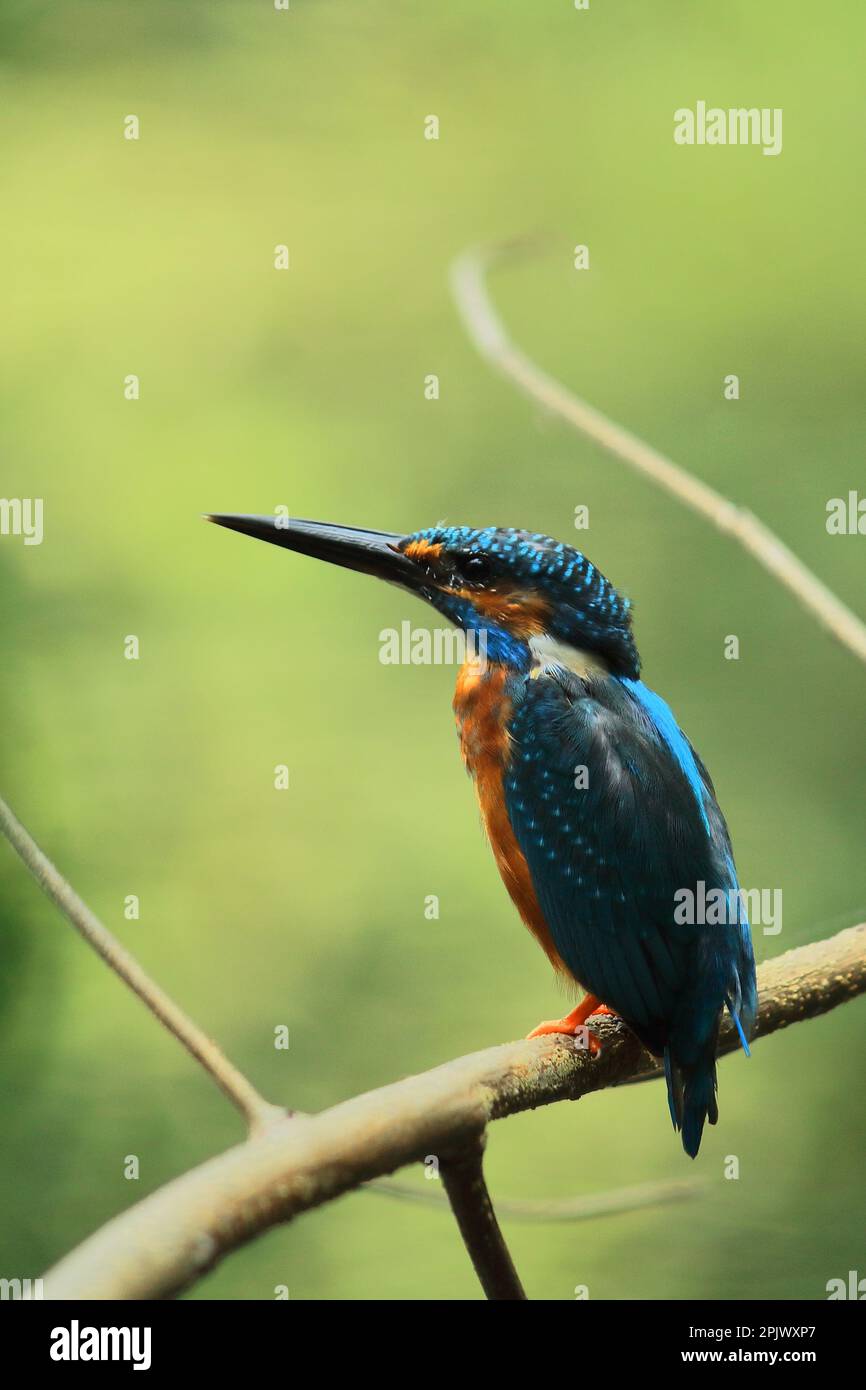 beautiful and small eurasian common kingfisher or river kingfisher ...