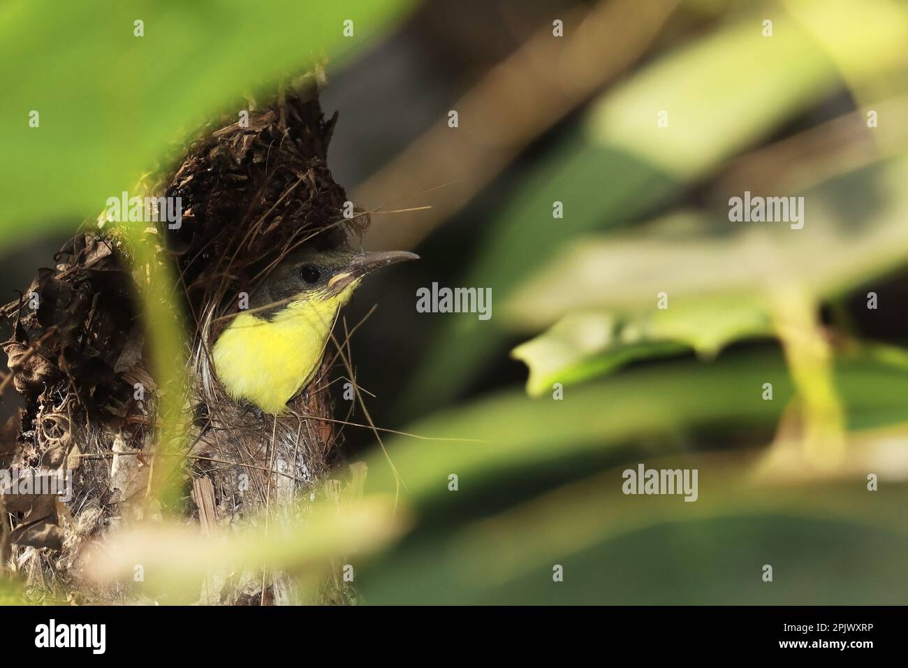 Indian sunbird hi-res stock photography and images - Alamy