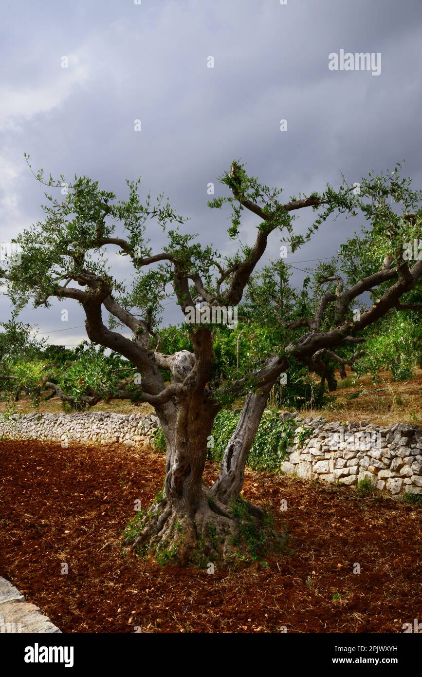 Olive tree puglia italia hi-res stock photography and images - Alamy