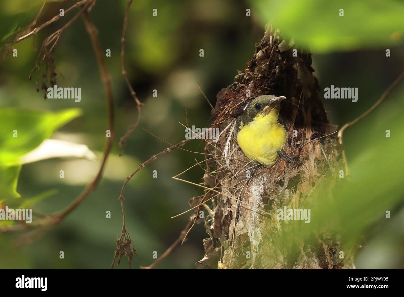 Indian sunbird hi-res stock photography and images - Alamy