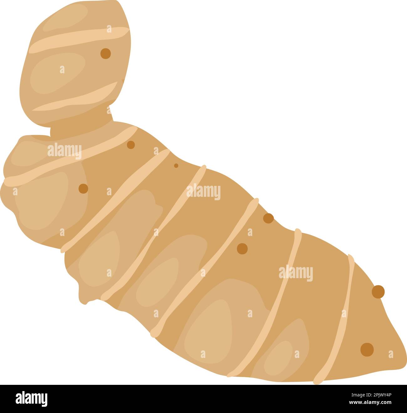 Ginger root icon isometric vector. Root perennial herbaceous plant ...